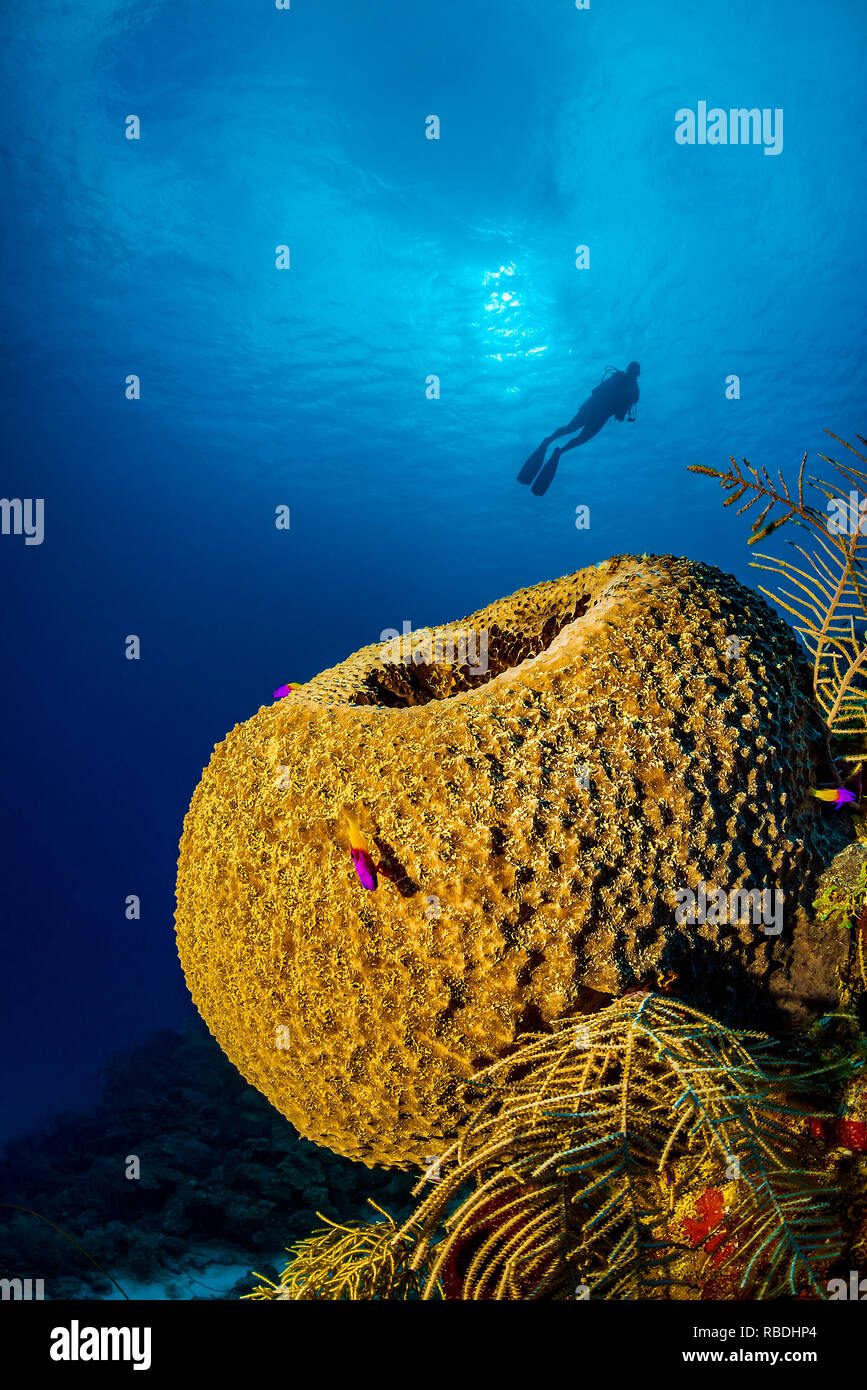 Atemberaubende Aussicht der Unterwasserwelt tropischer Riffe mit großen ...