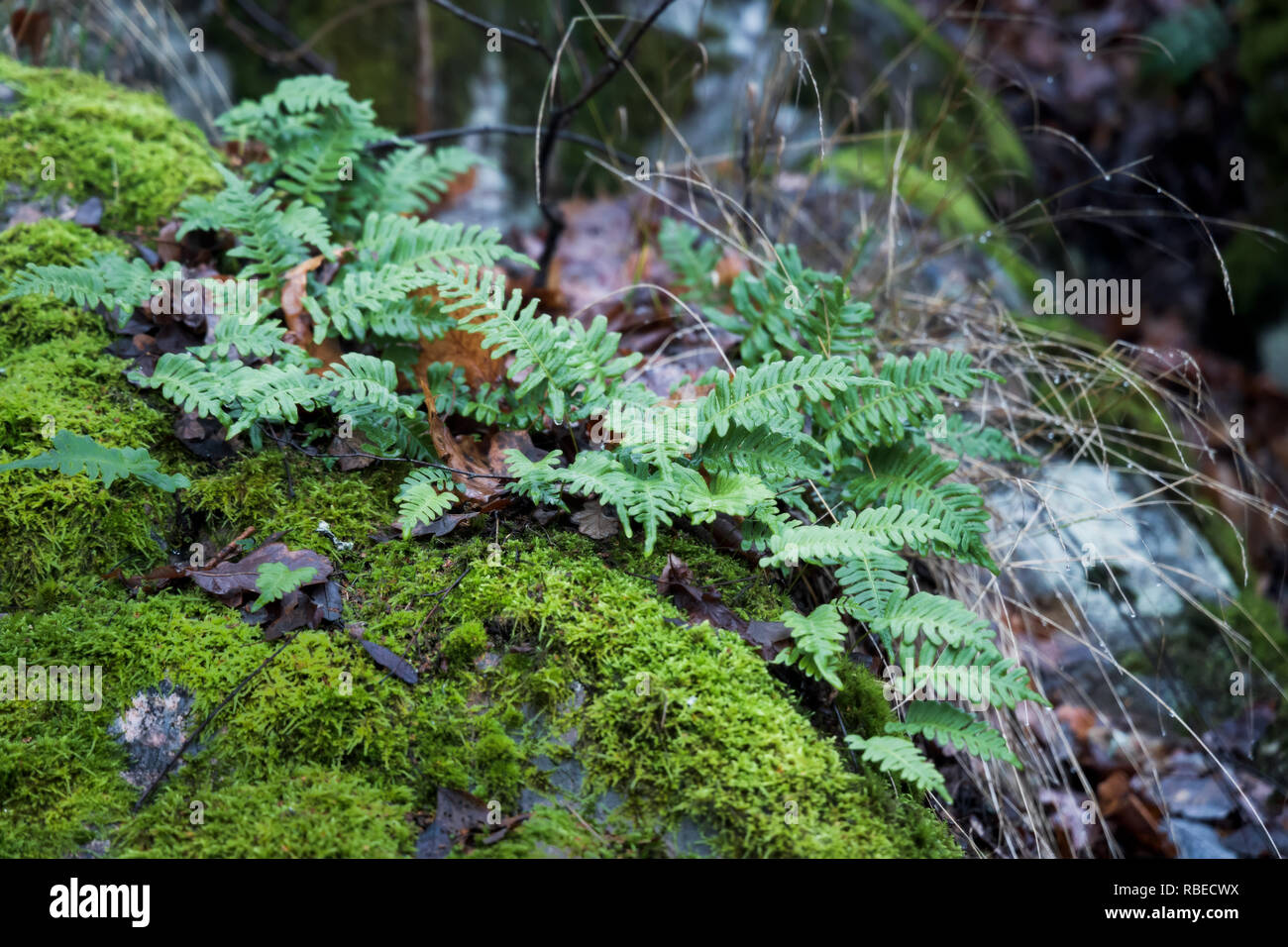 Moos und flechten -Fotos und -Bildmaterial in hoher Auflösung – Alamy