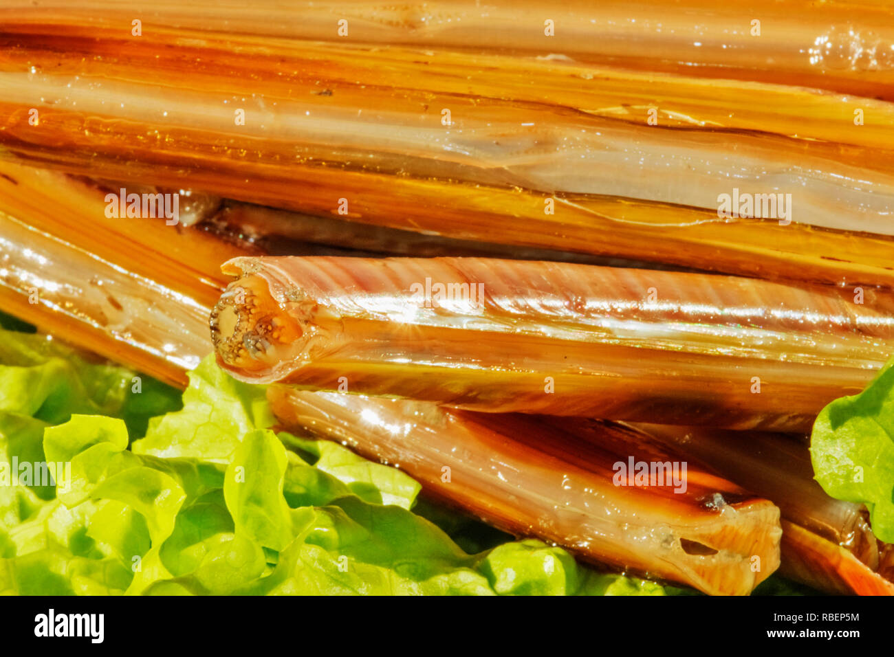Grooved razor shell -Fotos und -Bildmaterial in hoher Auflösung – Alamy