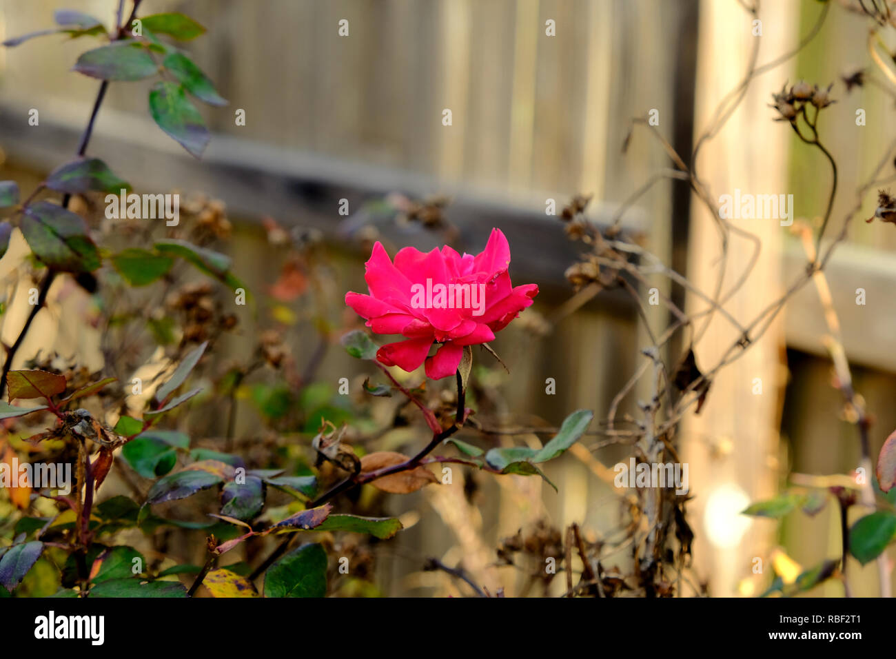 Rosa doppelknockout rose -Fotos und -Bildmaterial in hoher Auflösung ...