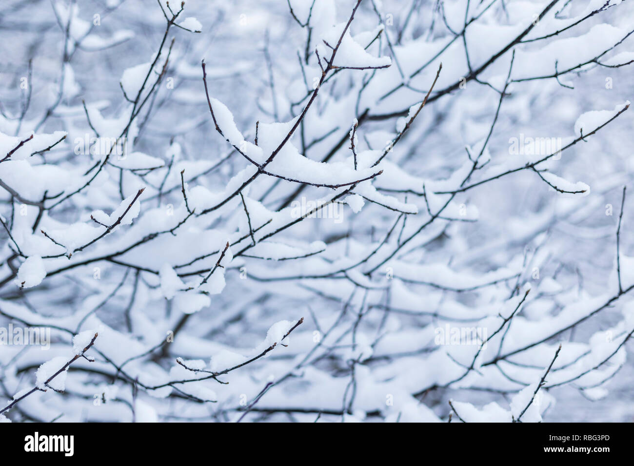 Close up winter branches covered -Fotos und -Bildmaterial in hoher ...