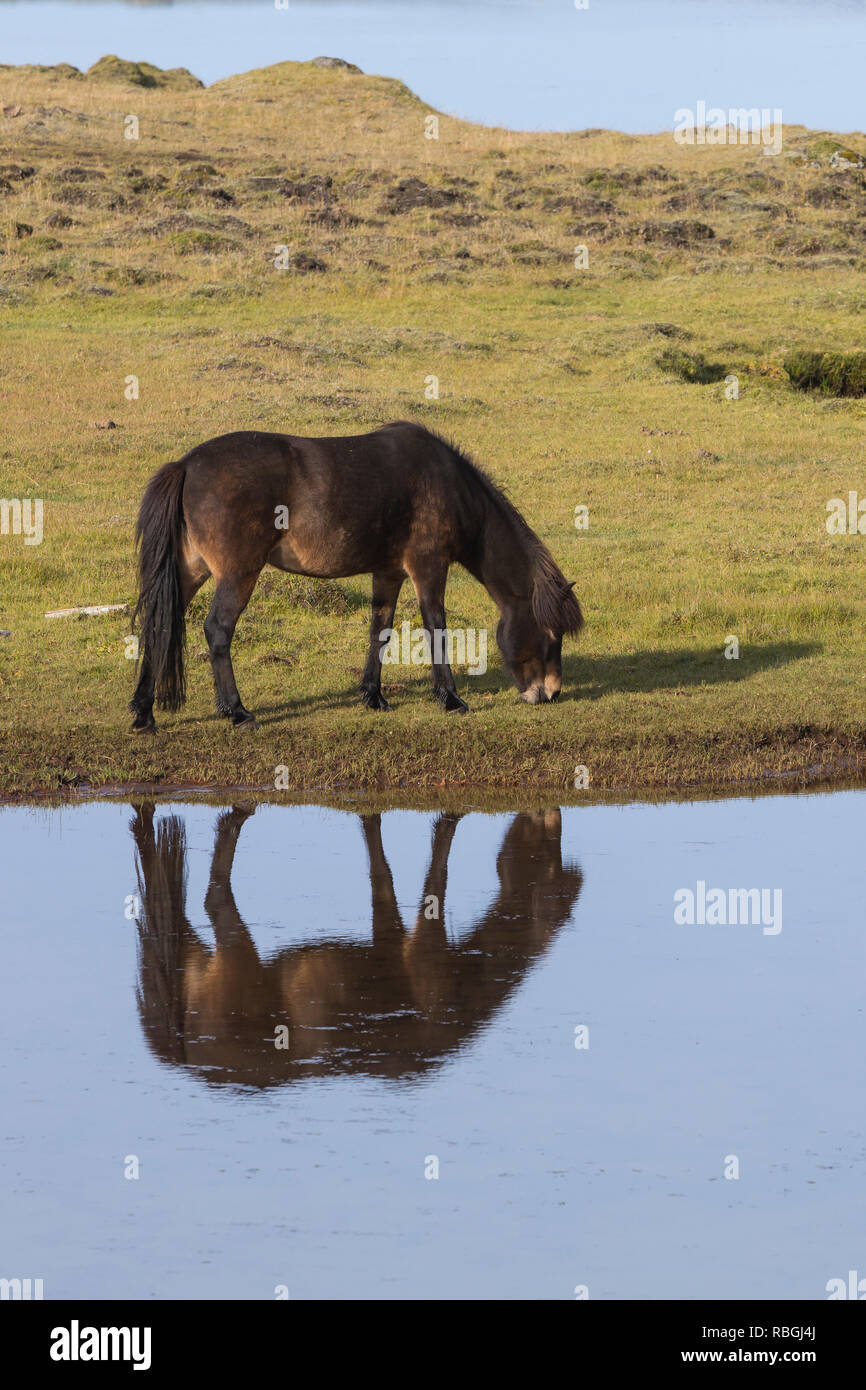 Islandpferd, Nordrhein-Westfalen, Islandpony, Island-Pferd, Nordrhein ...