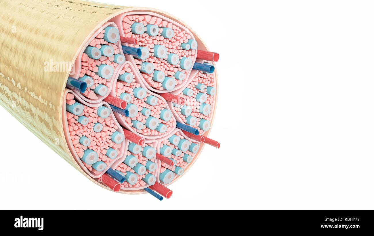 Nervenzelle Aufbau Stockfotos und -bilder Kaufen - Alamy