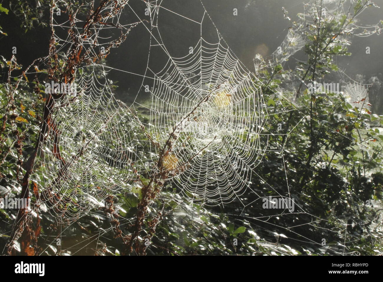 Vernetztes netz -Fotos und -Bildmaterial in hoher Auflösung – Alamy
