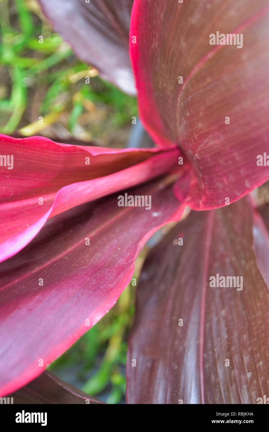 Palm lily -Fotos und -Bildmaterial in hoher Auflösung – Alamy