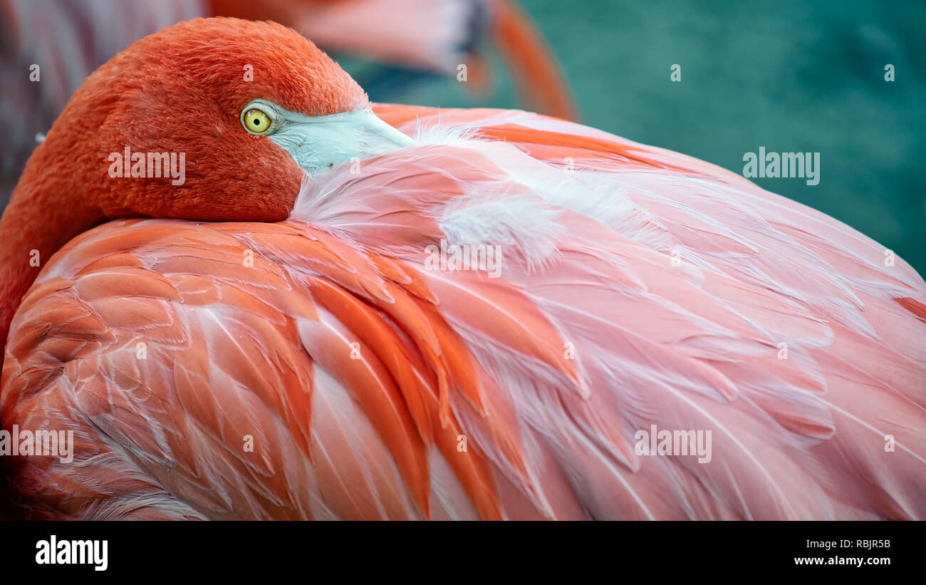 Flamingo Sleeping Stockfotos und -bilder Kaufen - Alamy