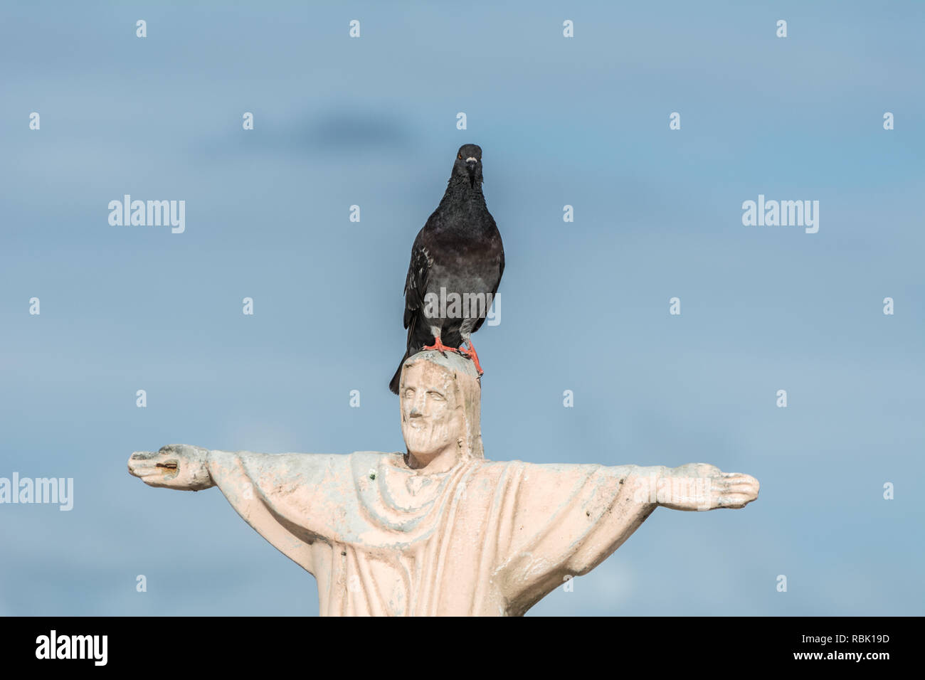 Jesus christ bird -Fotos und -Bildmaterial in hoher Auflösung – Alamy