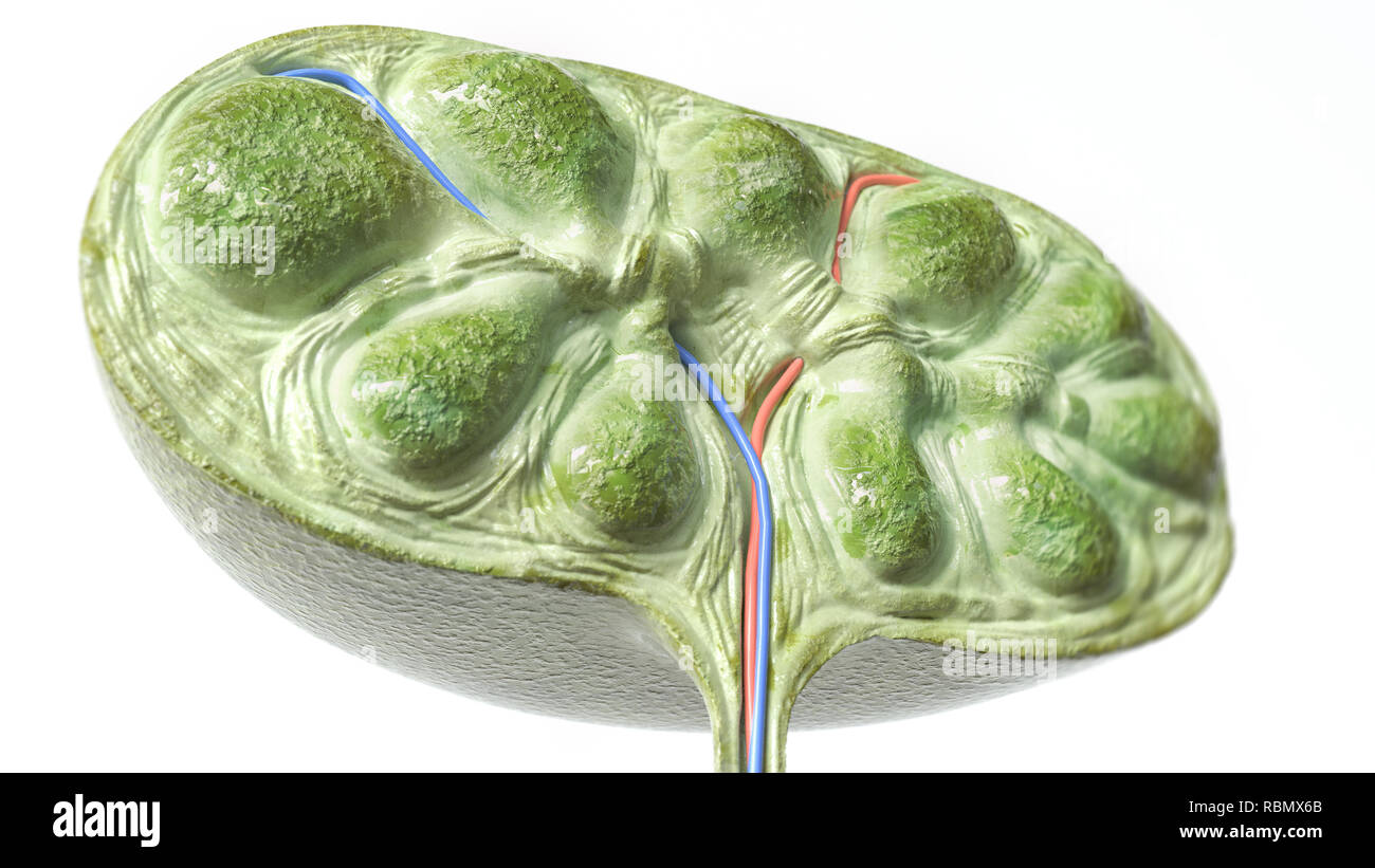 Lymph node -Fotos und -Bildmaterial in hoher Auflösung – Alamy