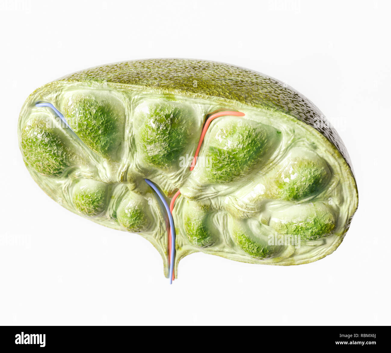 Lymph node -Fotos und -Bildmaterial in hoher Auflösung – Alamy