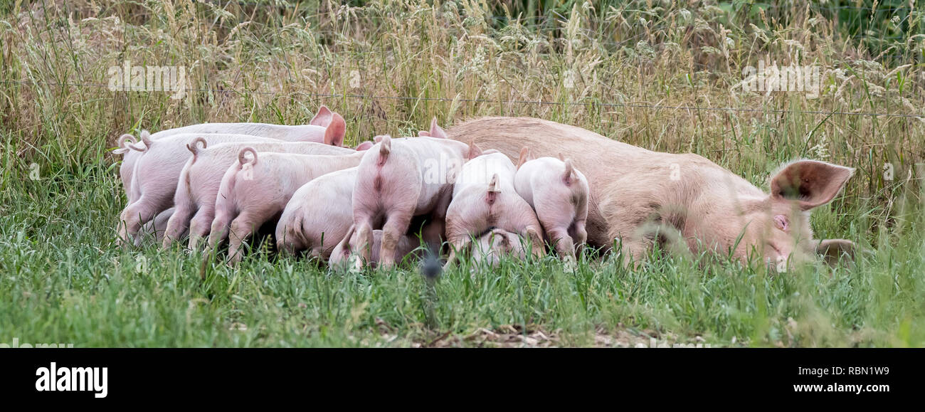 Saugen an der mutter Stockfotos und -bilder Kaufen - Alamy