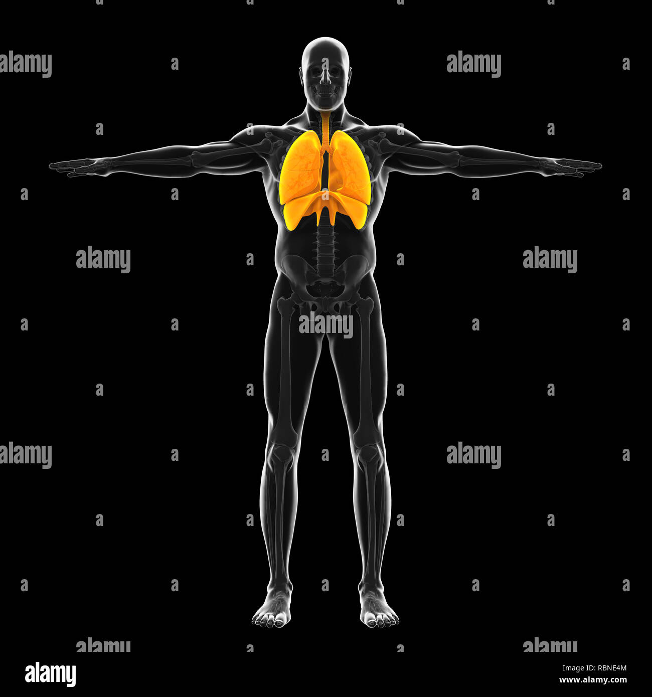 Menschliche Atmungssystem Abbildung Stockfotografie - Alamy