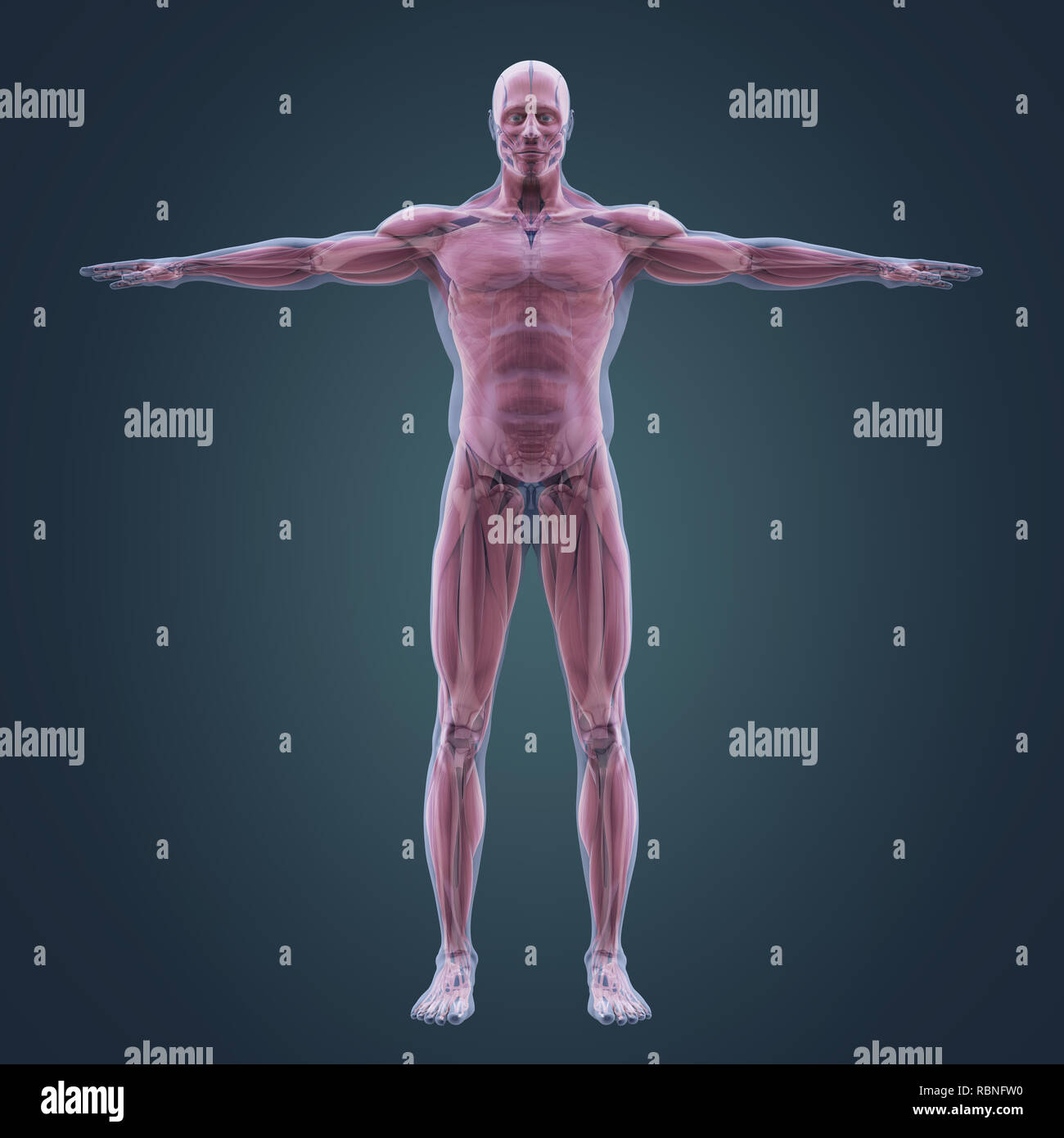 Muscular system -Fotos und -Bildmaterial in hoher Auflösung – Alamy