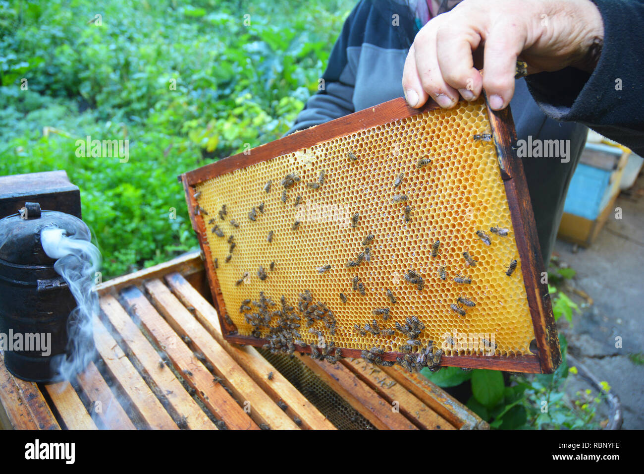Imker bienenzucht bienenbienenstock -Fotos und -Bildmaterial in hoher ...