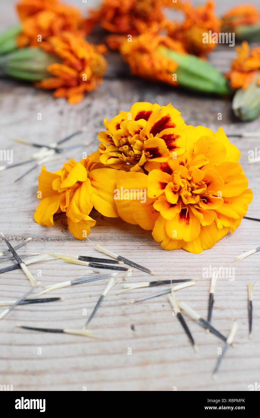 Wunderbar Ringelblume Samen Ernten Fotos