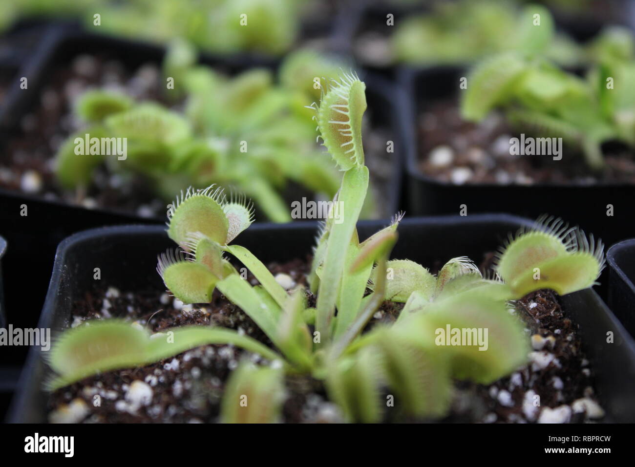Venuss fly trap -Fotos und -Bildmaterial in hoher Auflösung – Alamy