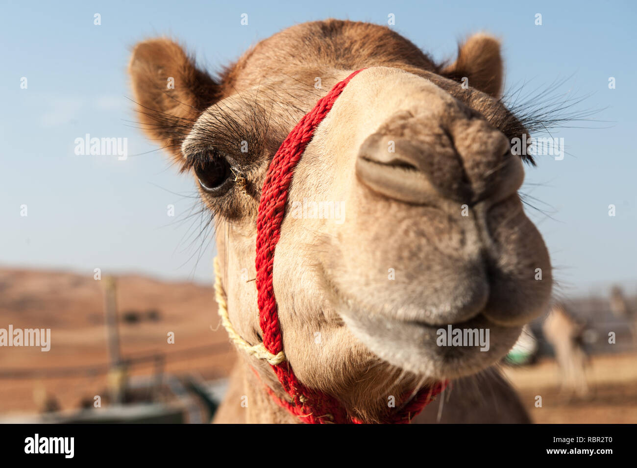 Wahibah sands -Fotos und -Bildmaterial in hoher Auflösung – Alamy