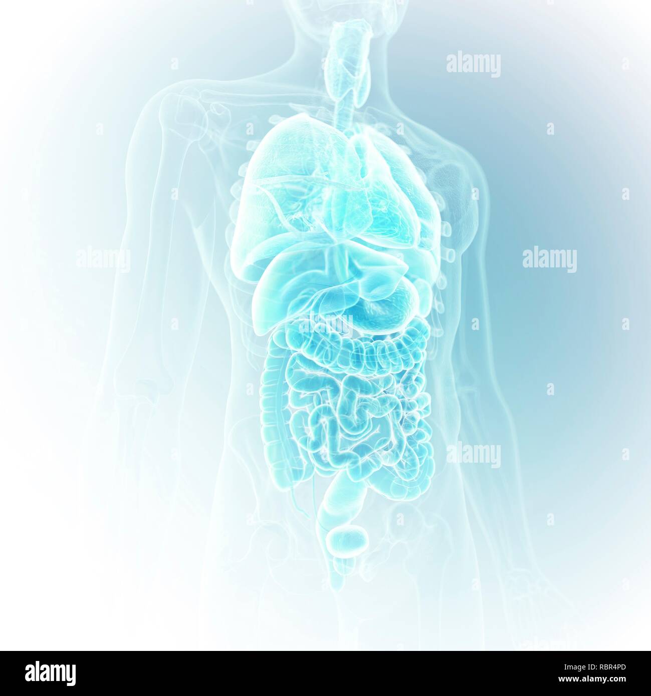 Transparent anatomie mensch organe -Fotos und -Bildmaterial in hoher ...