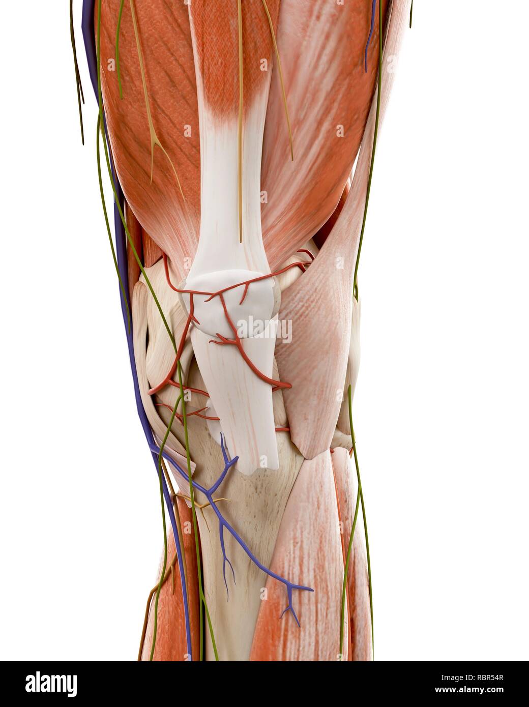 Beinarterien anatomie -Fotos und -Bildmaterial in hoher Auflösung – Alamy
