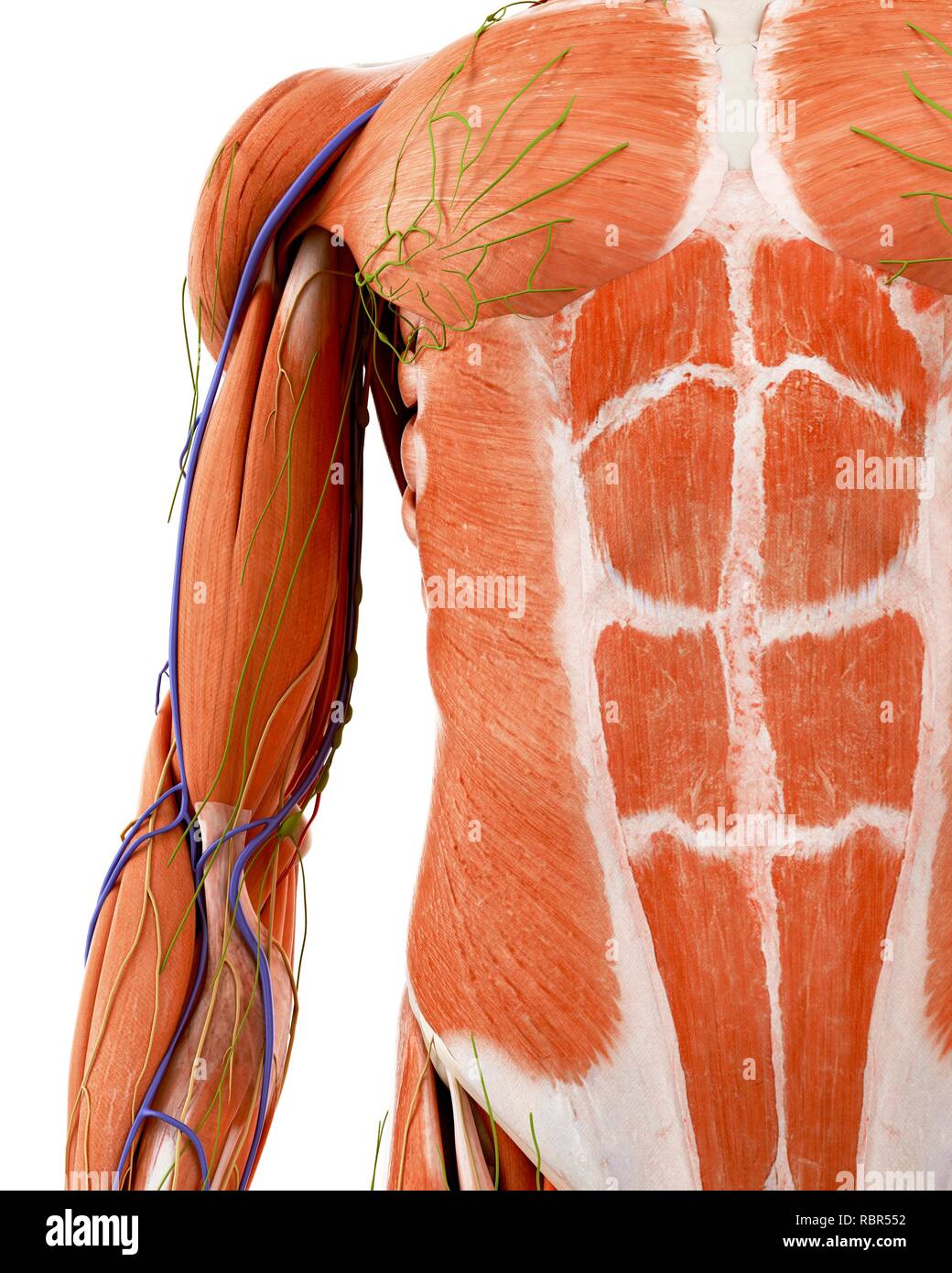 Abbildung des menschlichen Oberarm Anatomie Stockfotografie - Alamy