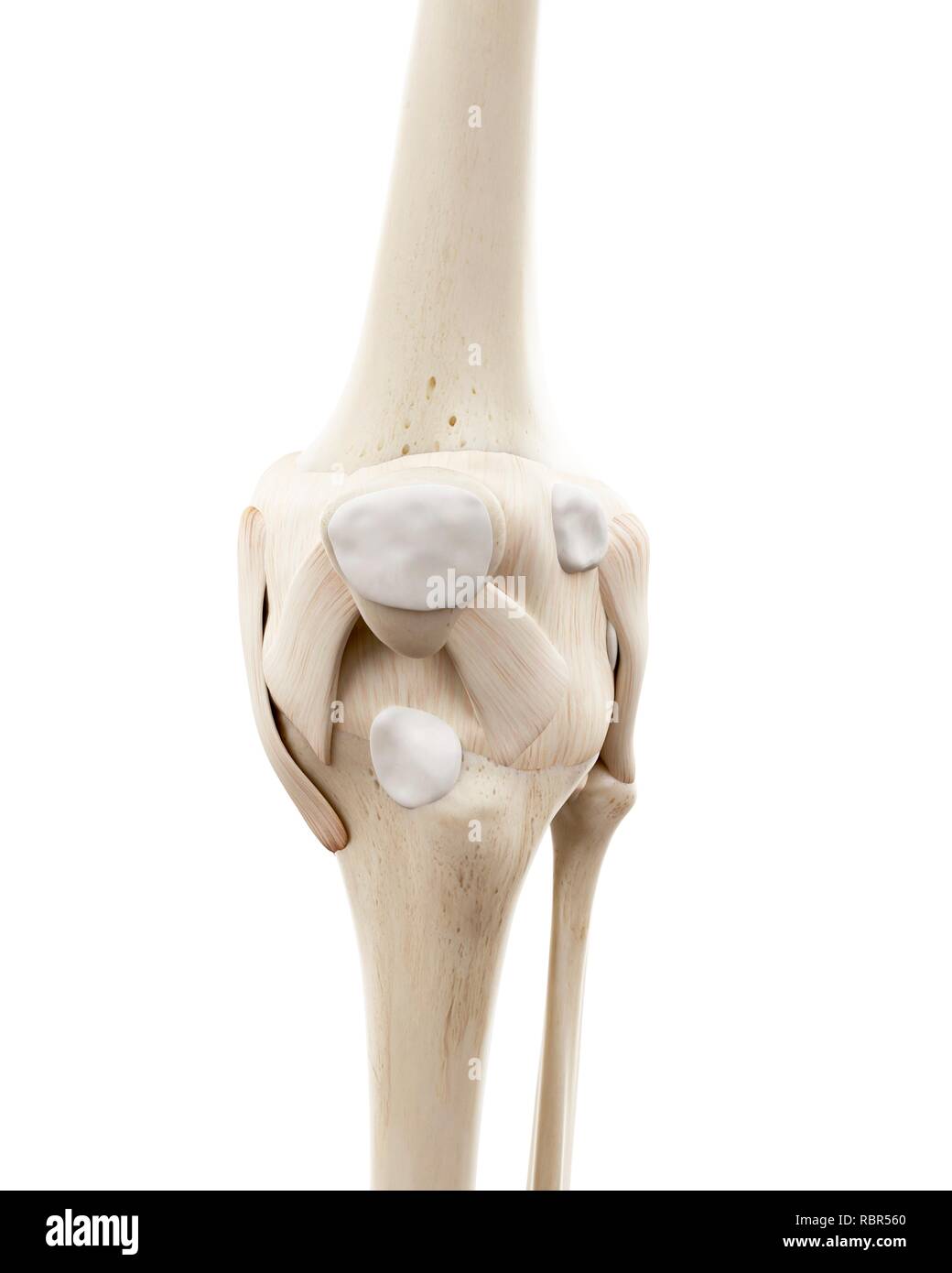 Knee Bursa Stockfotos und -bilder Kaufen - Alamy