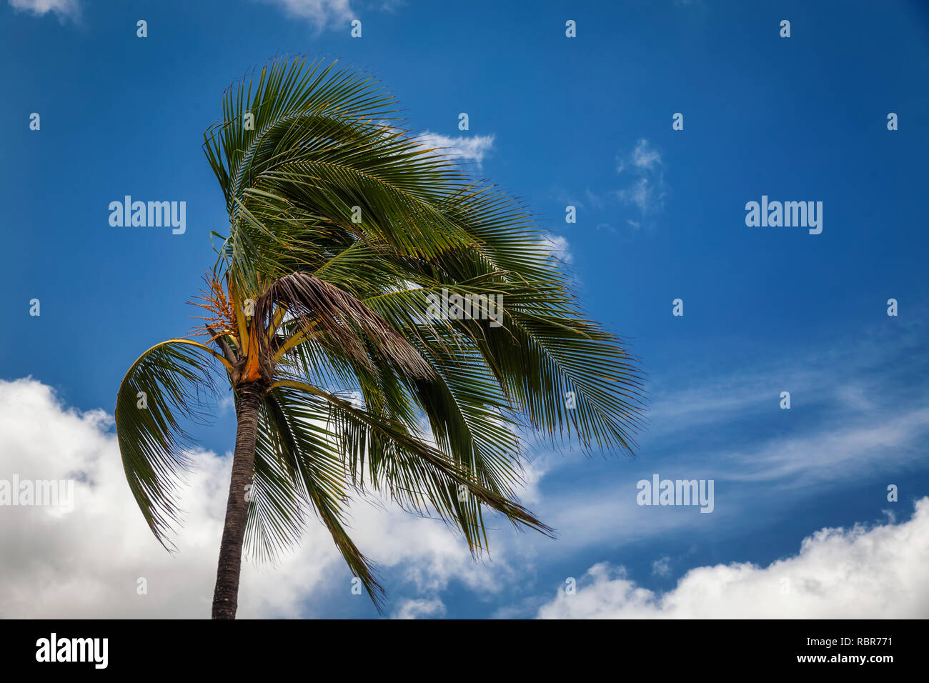 Starker wind weht palmen -Fotos und -Bildmaterial in hoher Auflösung – Alamy