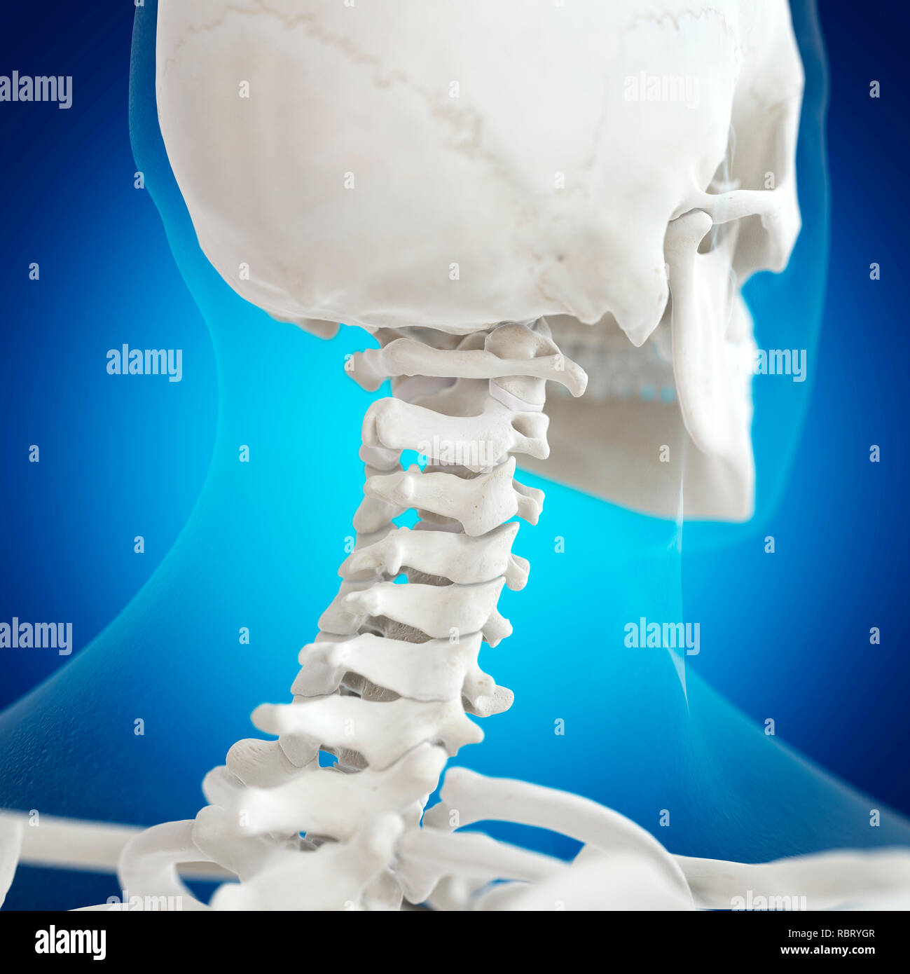 Anatomy atlas body -Fotos und -Bildmaterial in hoher Auflösung – Alamy