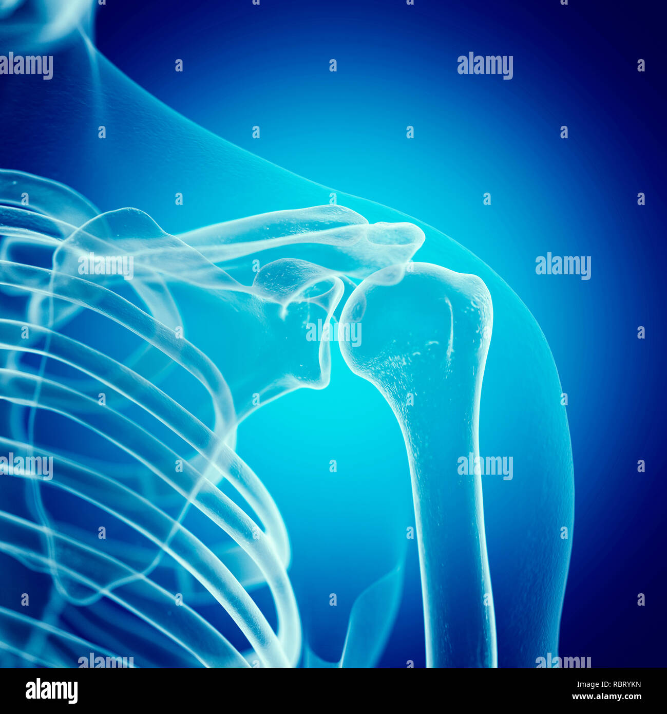 Coracoid process -Fotos und -Bildmaterial in hoher Auflösung – Alamy