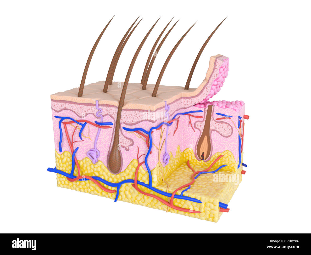 Abschnitt Der Haut 3d Stockfotos und -bilder Kaufen - Alamy