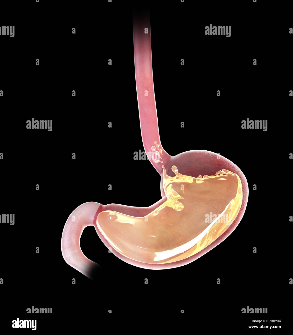 Abbildung einer Magen Stockfotografie - Alamy