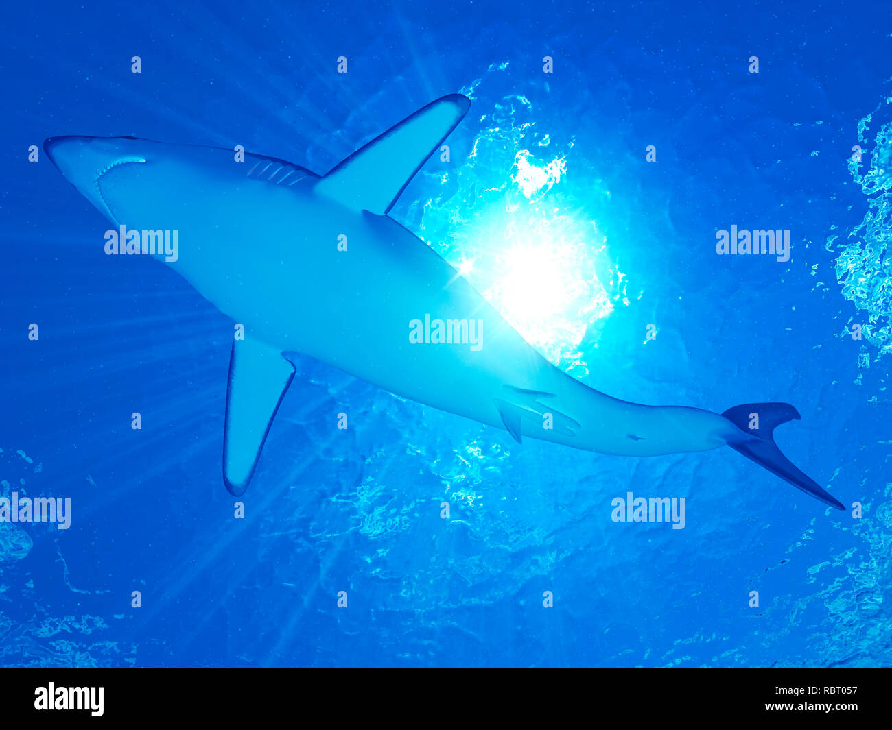 Mako natur -Fotos und -Bildmaterial in hoher Auflösung – Alamy