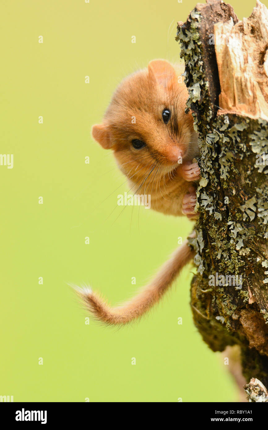 Haselmaus wald -Fotos und -Bildmaterial in hoher Auflösung – Alamy