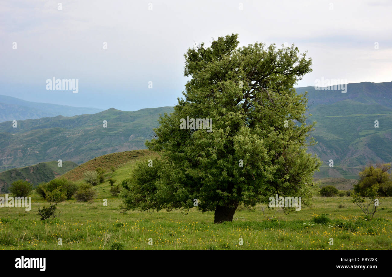 Wiese mit baum -Fotos und -Bildmaterial in hoher Auflösung – Alamy