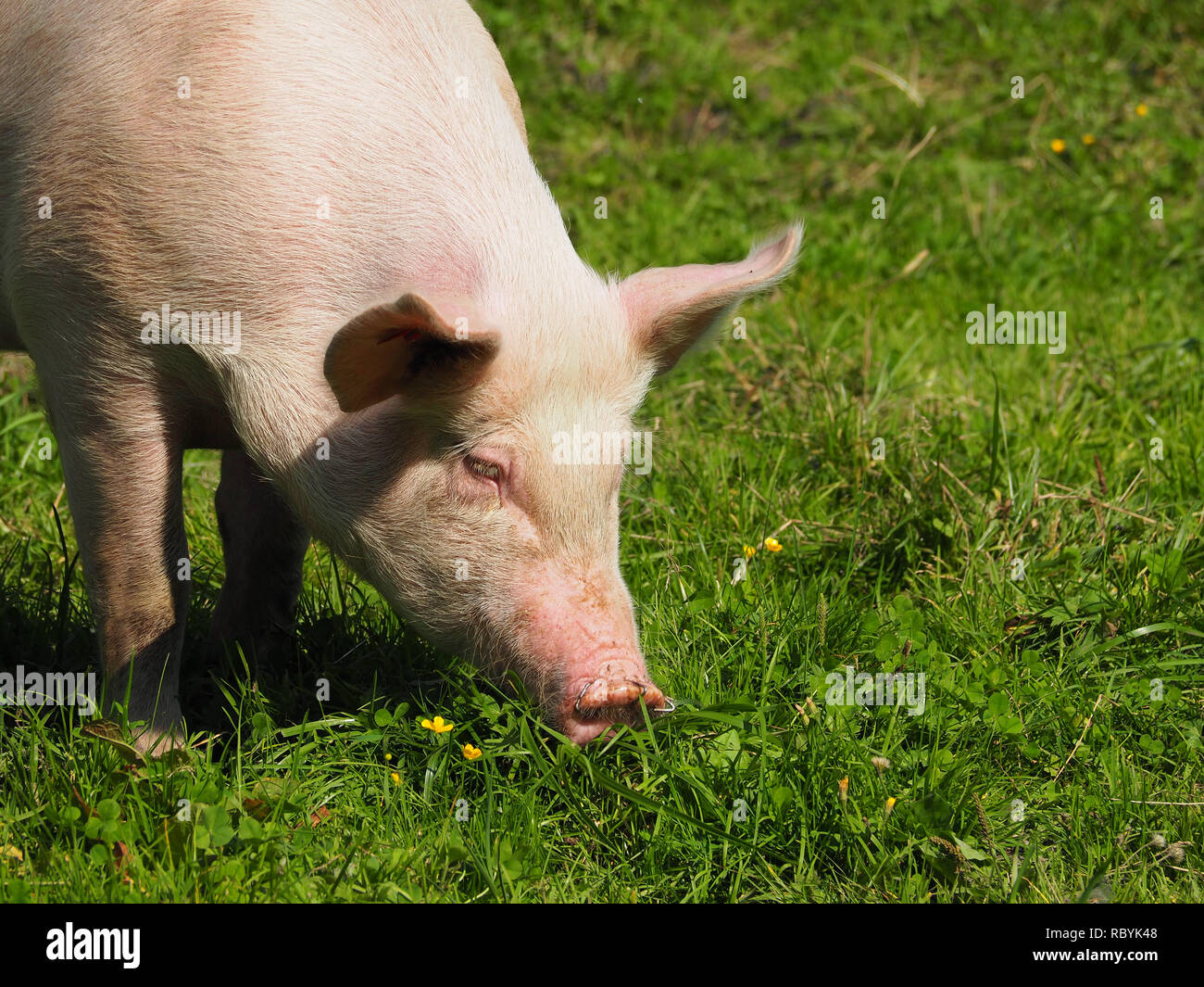 Sus scorfa -Fotos und -Bildmaterial in hoher Auflösung – Alamy