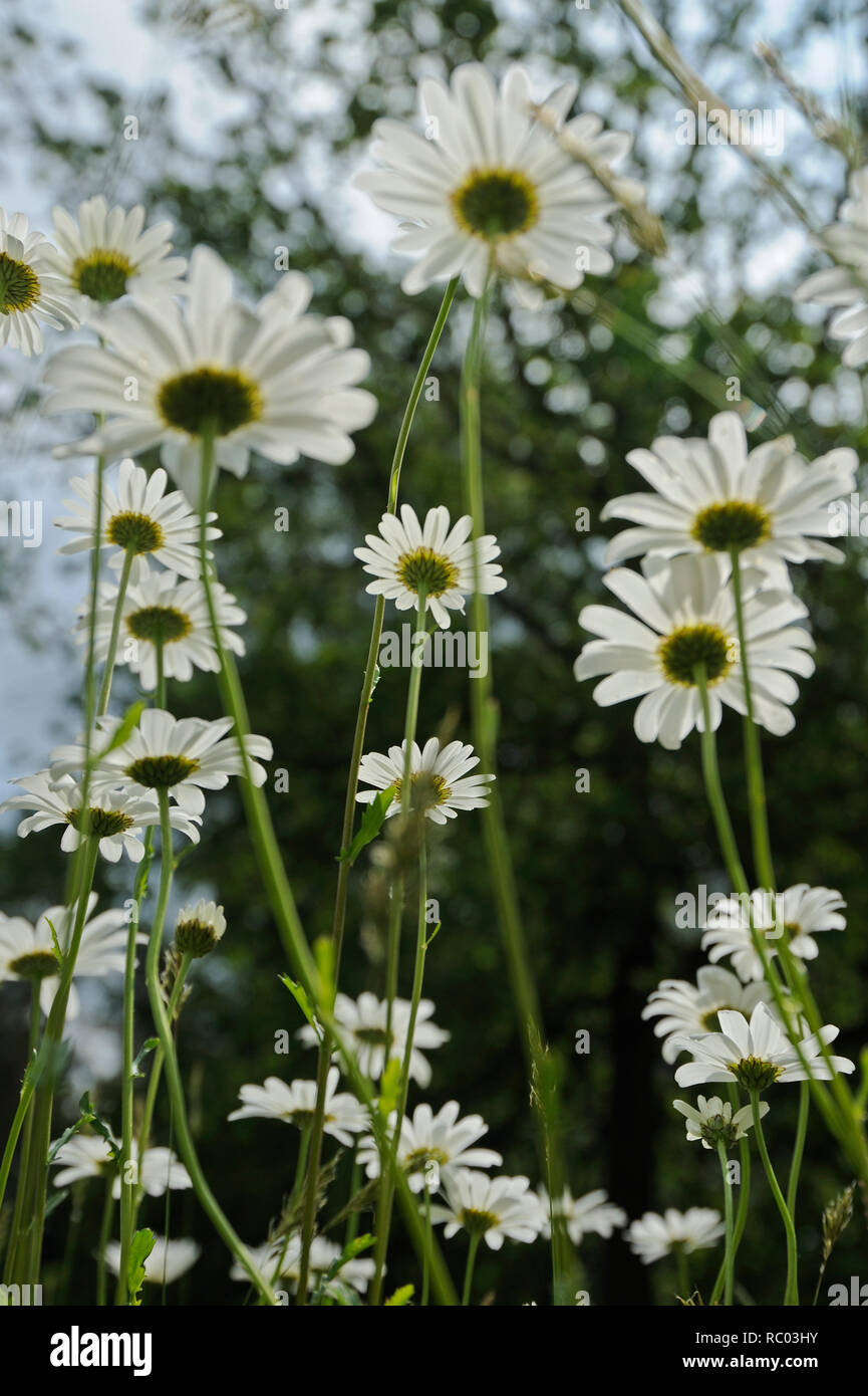 Bluhende margariten -Fotos und -Bildmaterial in hoher Auflösung – Alamy