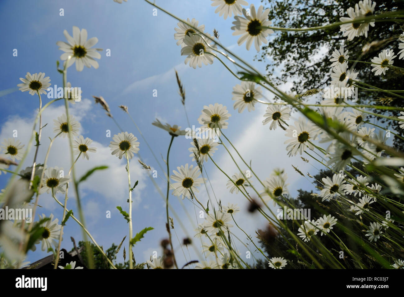 Bluhende margariten -Fotos und -Bildmaterial in hoher Auflösung – Alamy