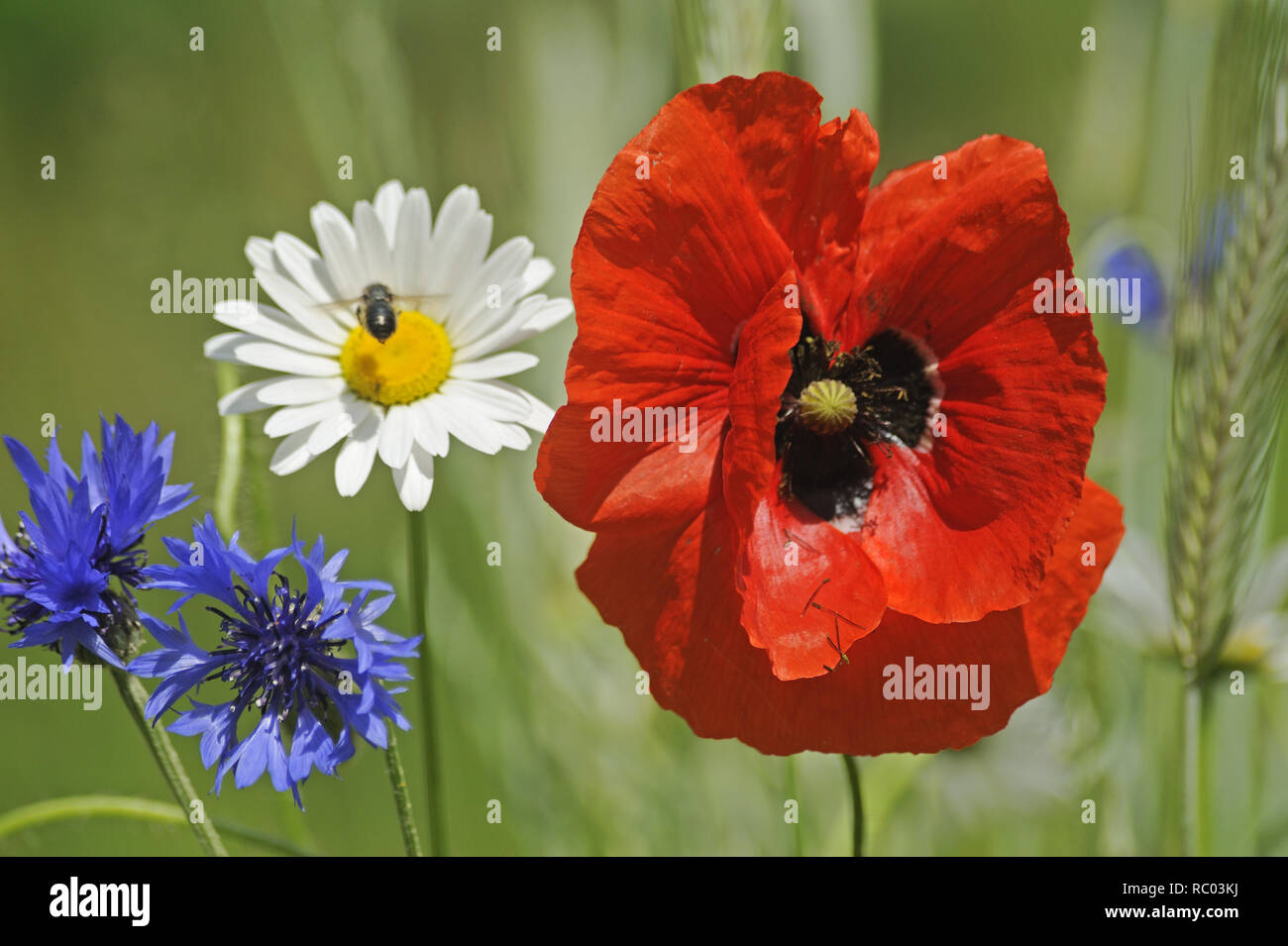 Mohnblume Kornblume Margerite