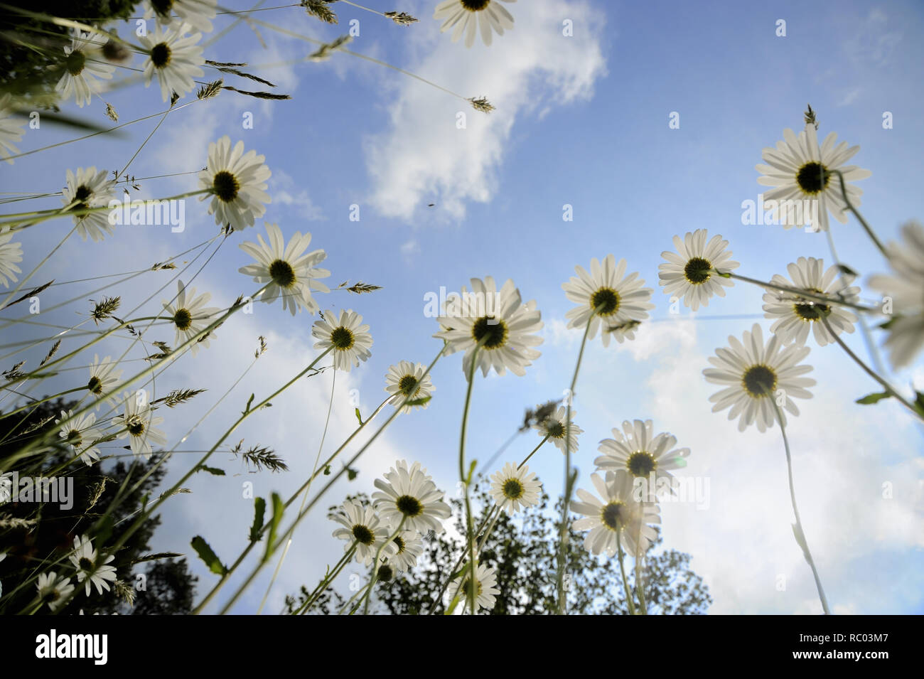 Bluhende margariten -Fotos und -Bildmaterial in hoher Auflösung – Alamy