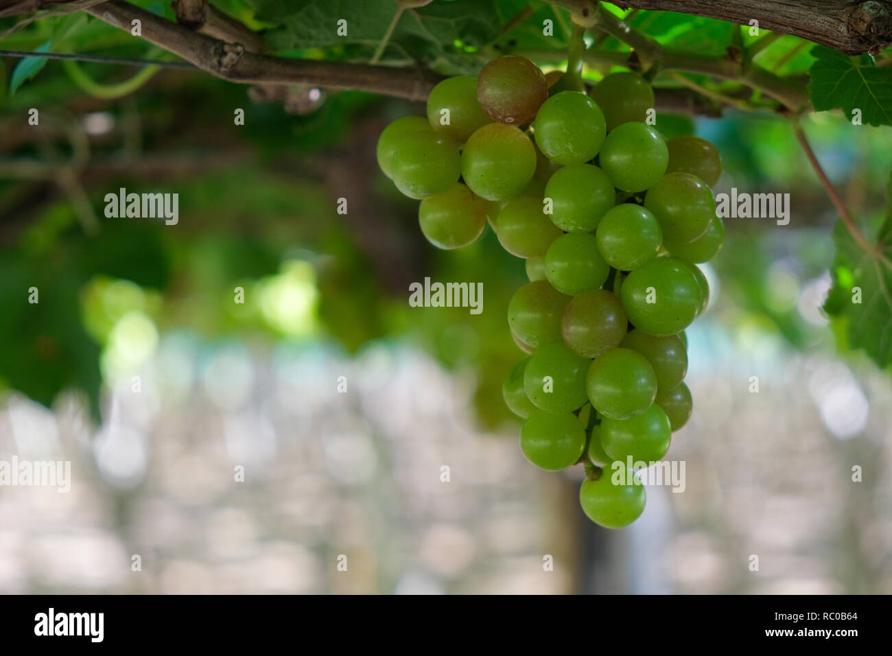 Trauben Baum. Foto Bild der Bündel frische grüne Traube Frucht auf der ...