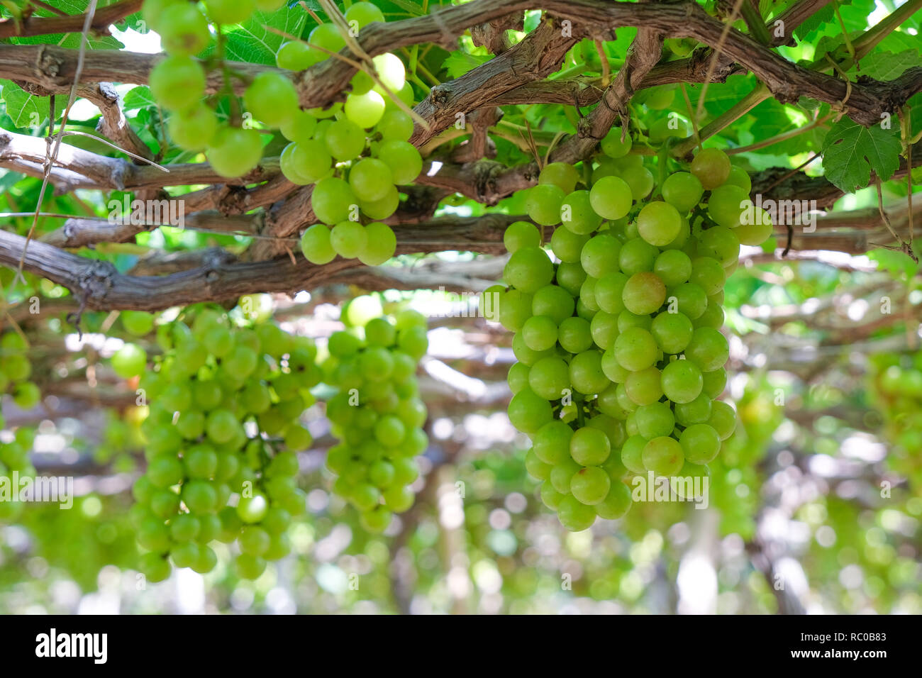 Trauben Baum. Foto Bild der Bündel frische grüne Traube Frucht auf der ...