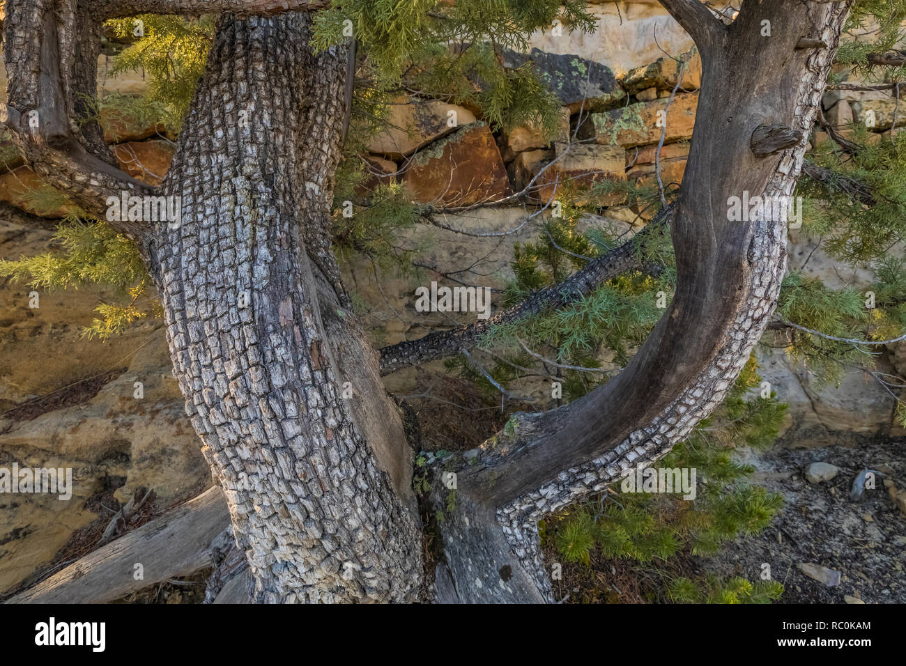 Alligator bark juniper -Fotos und -Bildmaterial in hoher Auflösung – Alamy