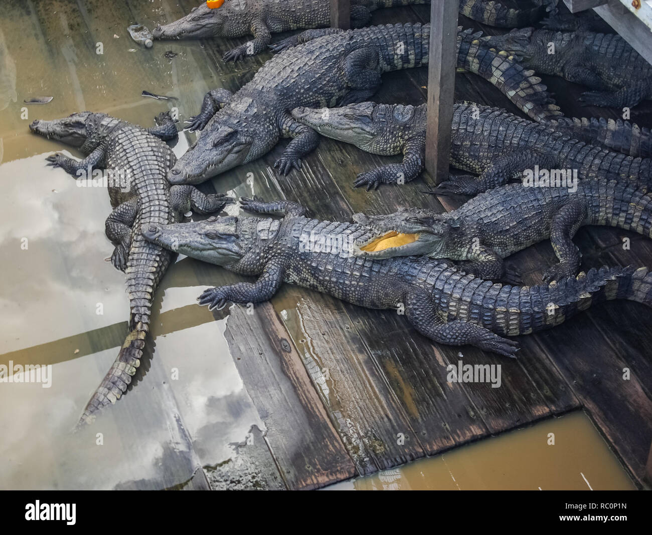 Crocodile farm bangkok -Fotos und -Bildmaterial in hoher Auflösung – Alamy