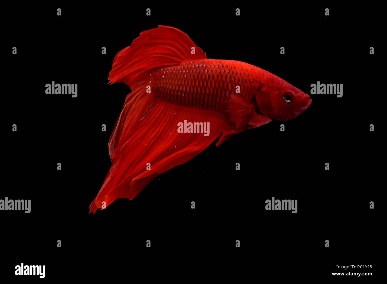 Green betta -Fotos und -Bildmaterial in hoher Auflösung – Alamy