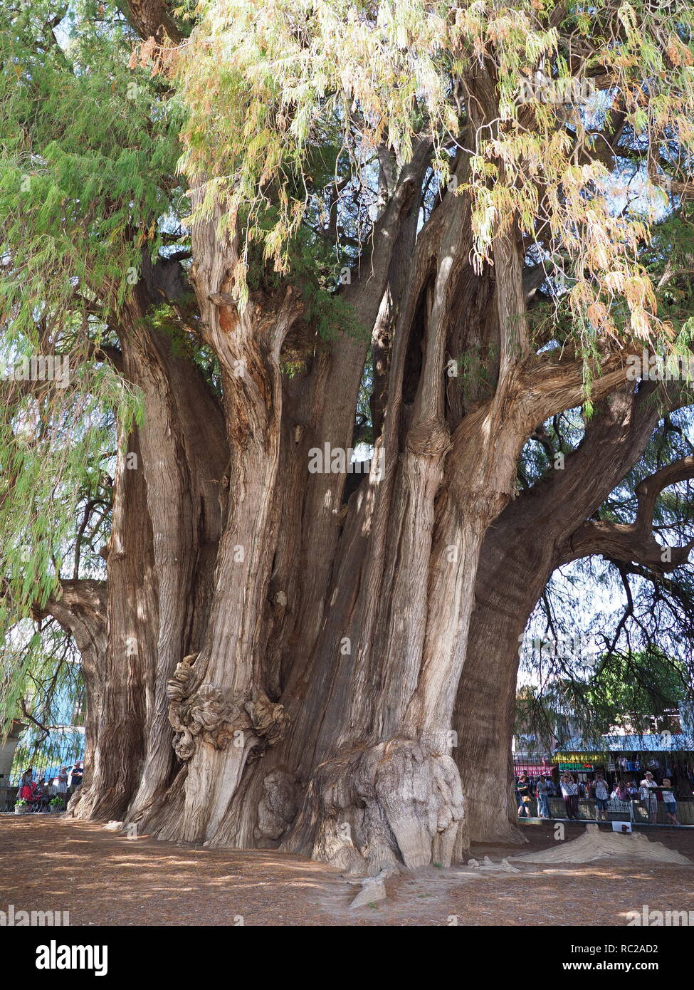 Montezuma Zypresse Stockfotos und -bilder Kaufen - Alamy