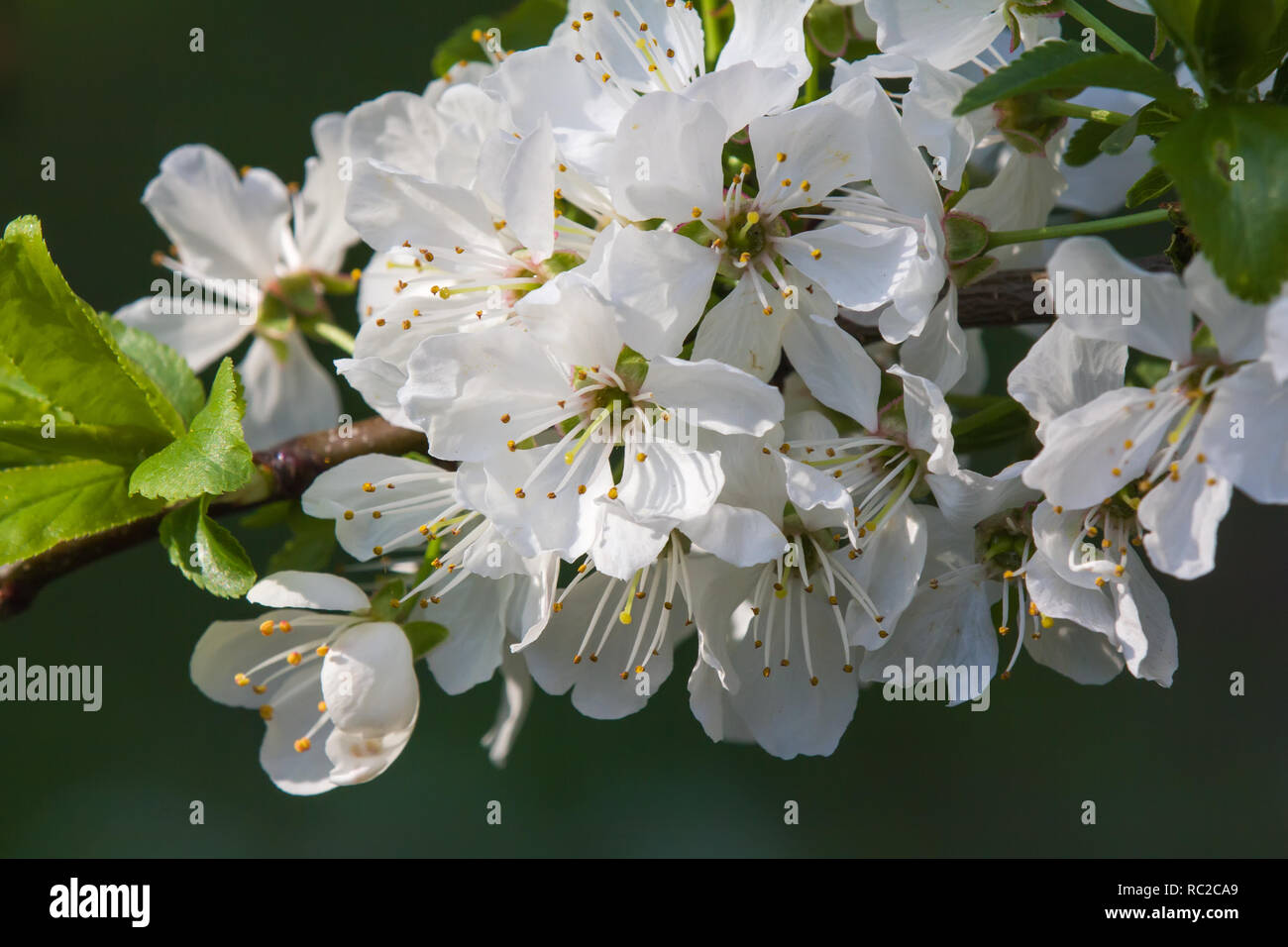 Blumen der Pflaume (Prunus domestica) im Frühjahr Stockfotografie - Alamy