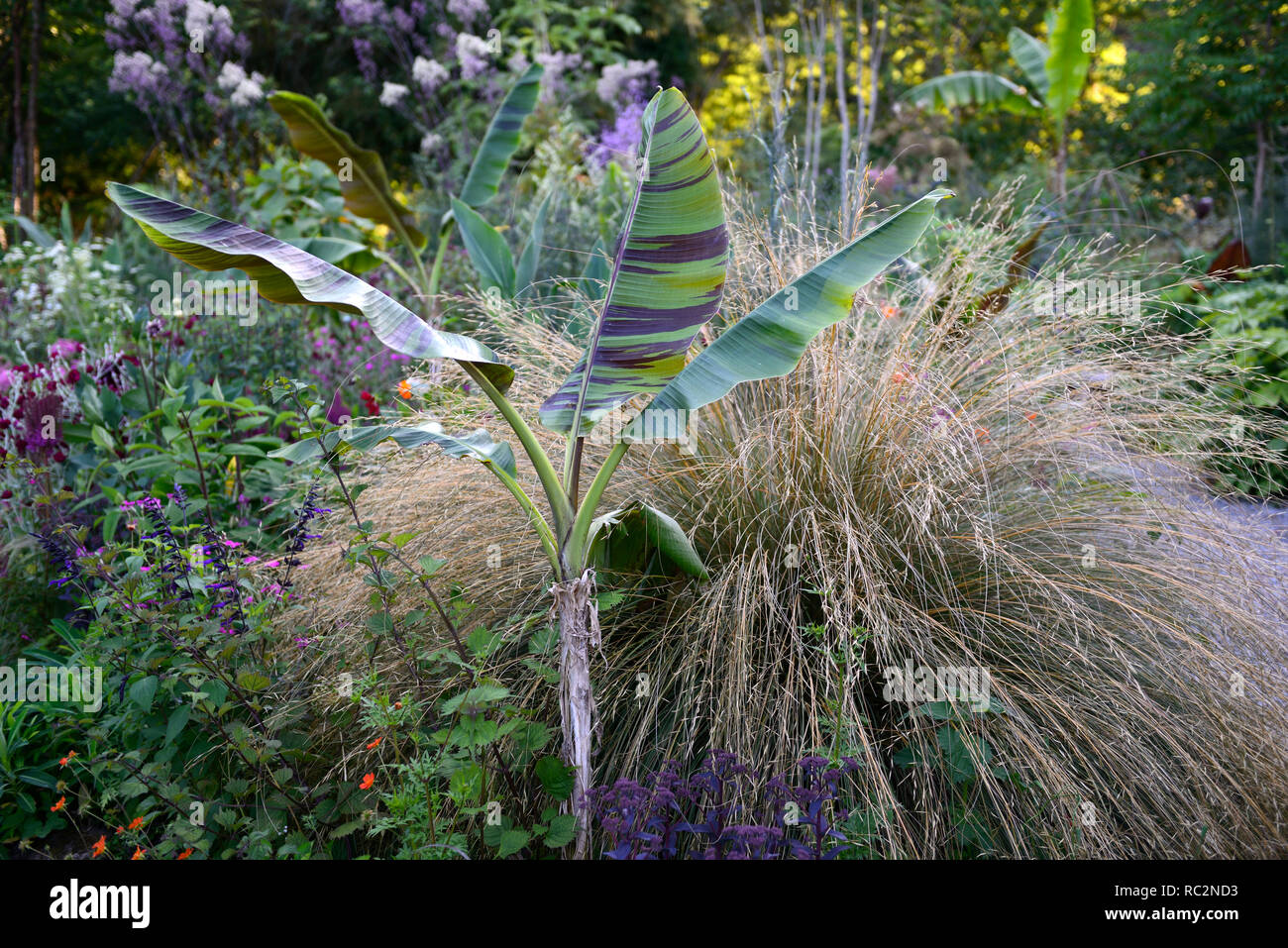 Musa sikkimensis Bengal Tiger, Chionochloa rubra, Bengal Tiger Sikkim ...
