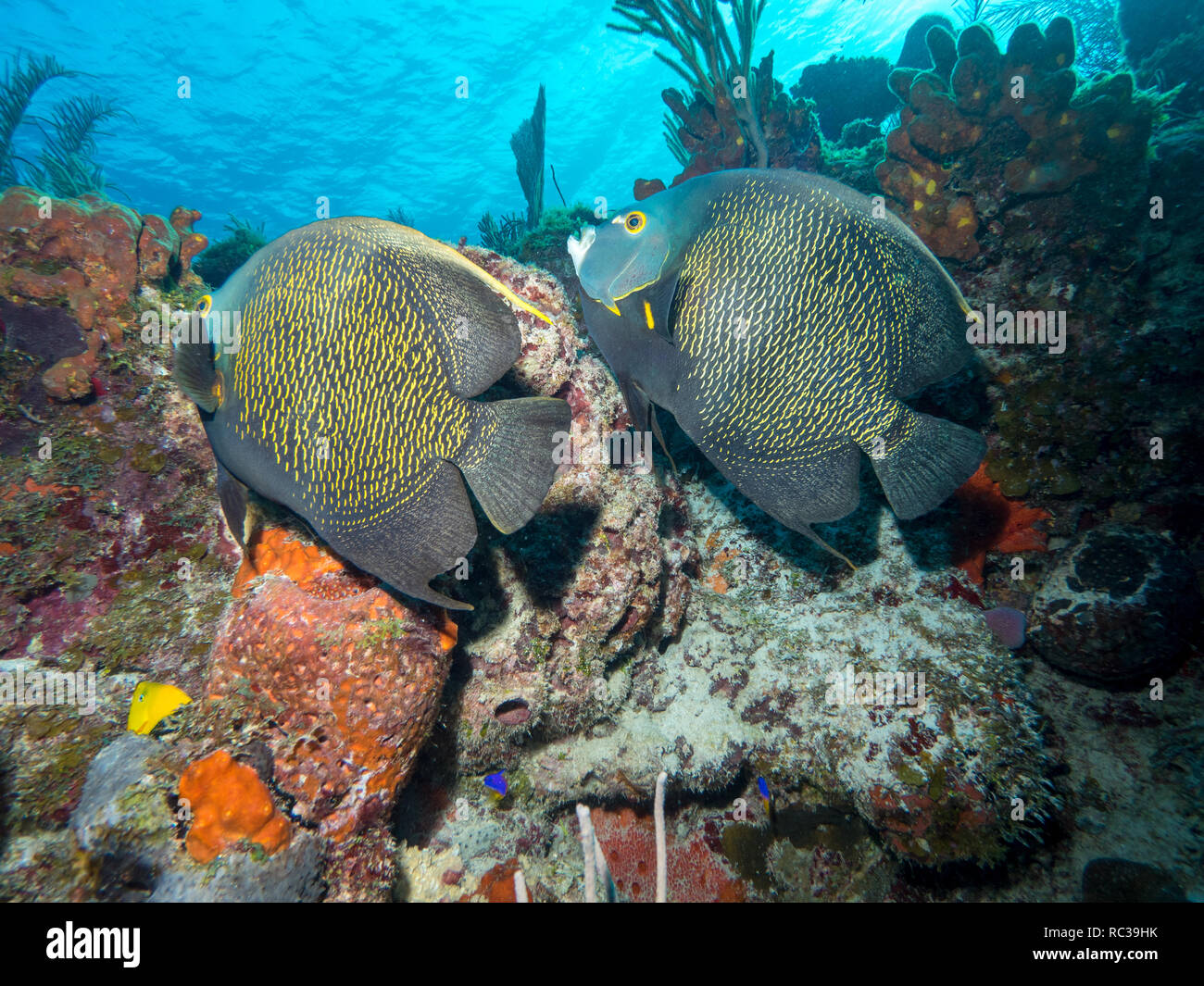 Engel marine -Fotos und -Bildmaterial in hoher Auflösung – Alamy