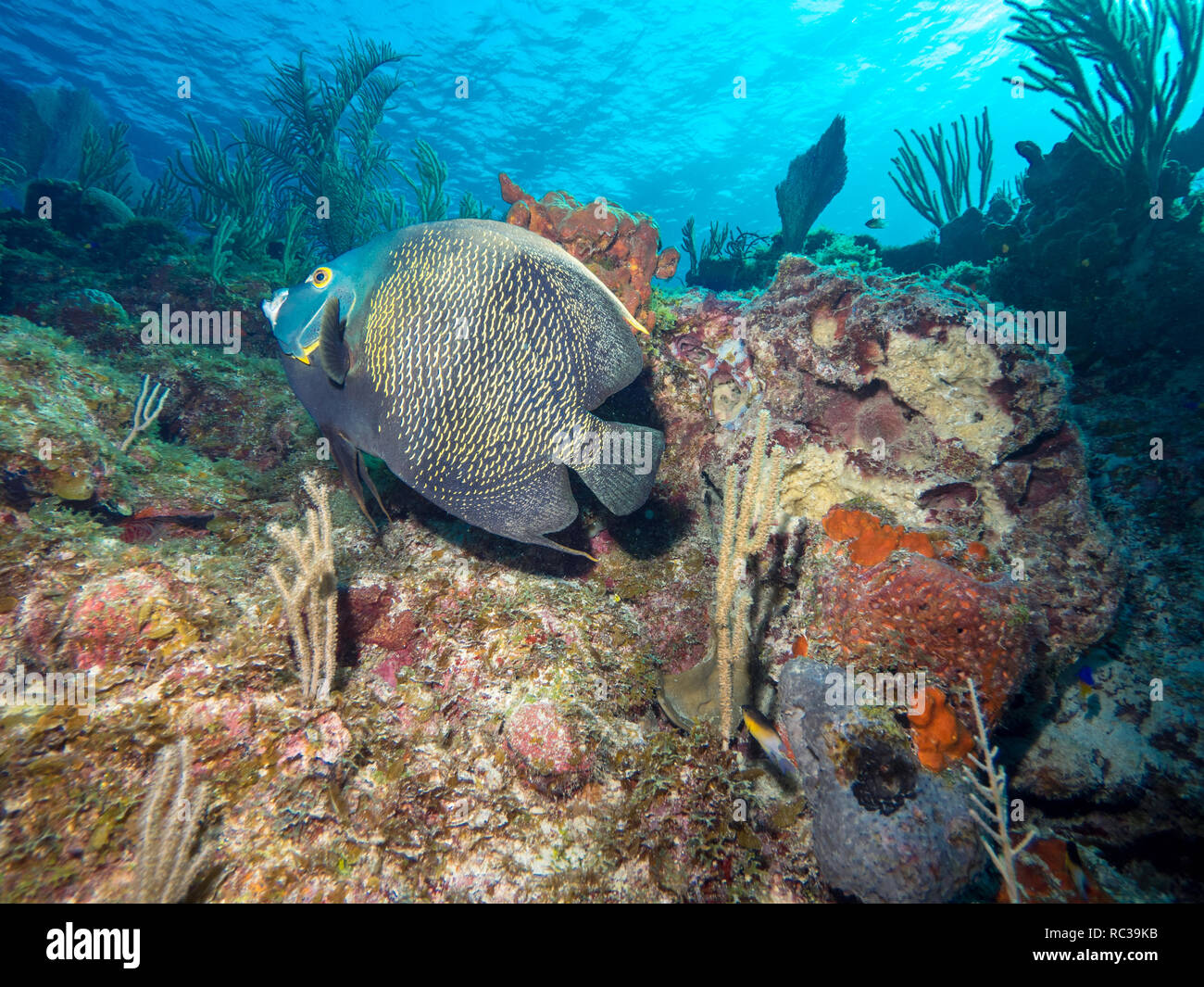 Engel marine -Fotos und -Bildmaterial in hoher Auflösung – Alamy