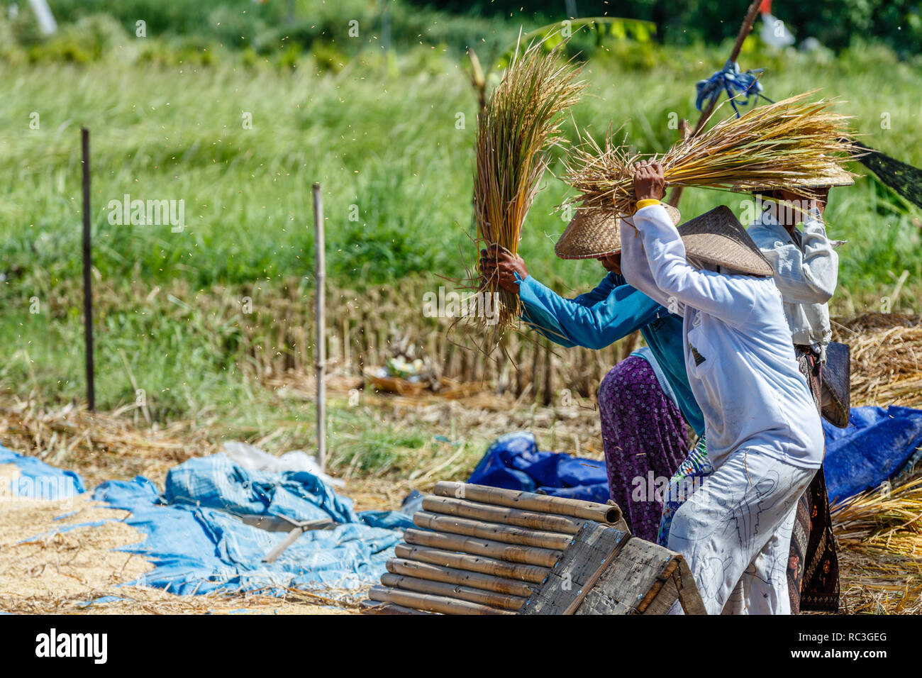 Traditionelle indonesische landwirtschaft -Fotos und -Bildmaterial in ...