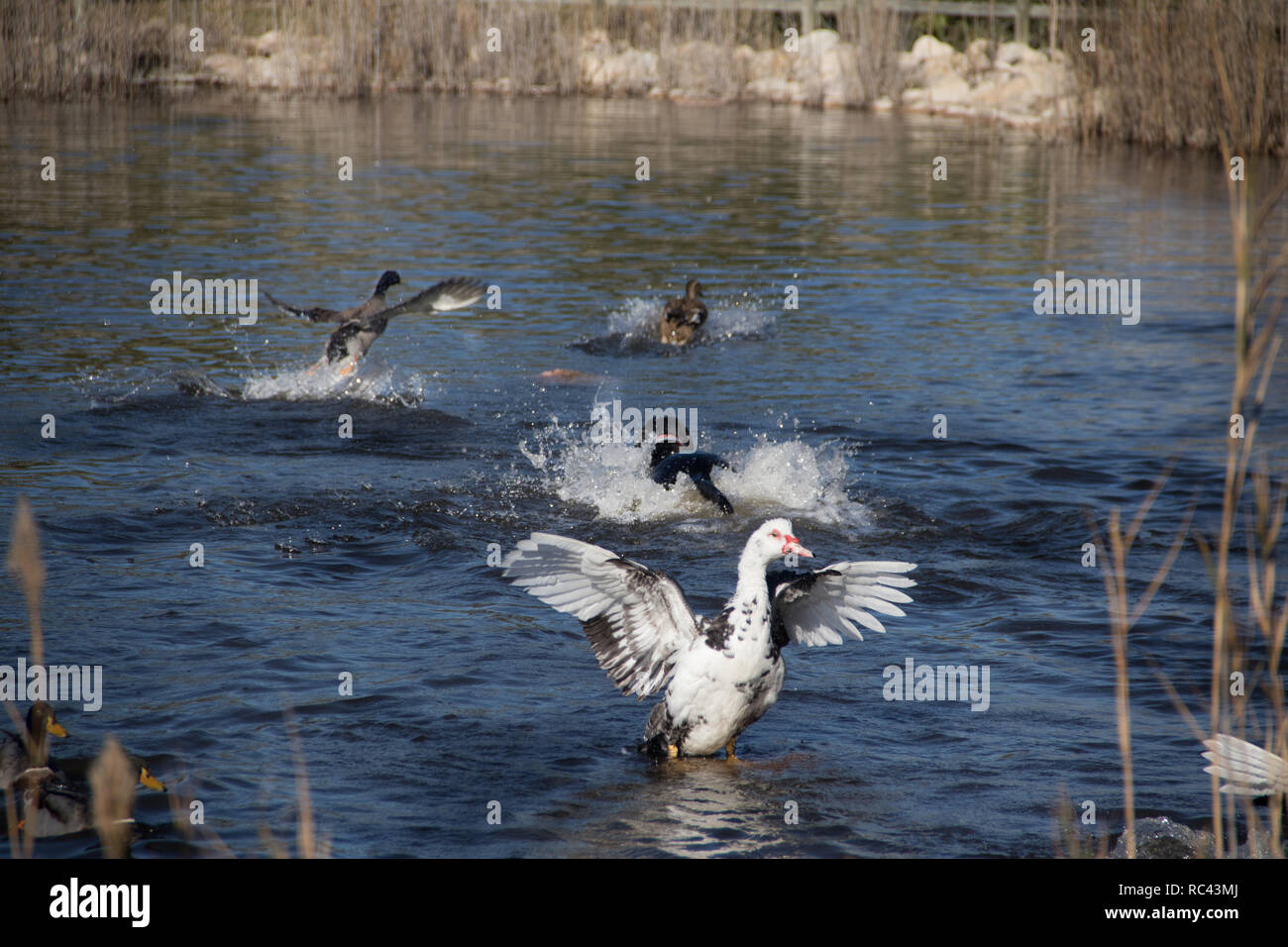 Starke enten -Fotos und -Bildmaterial in hoher Auflösung – Alamy