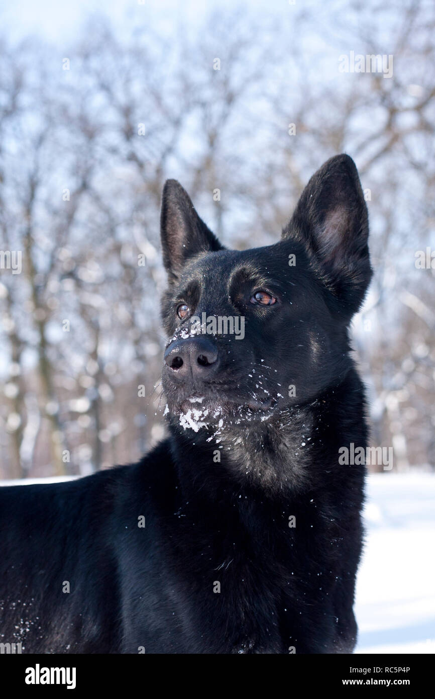 Schwarzer hund im wald im winter -Fotos und -Bildmaterial in hoher ...